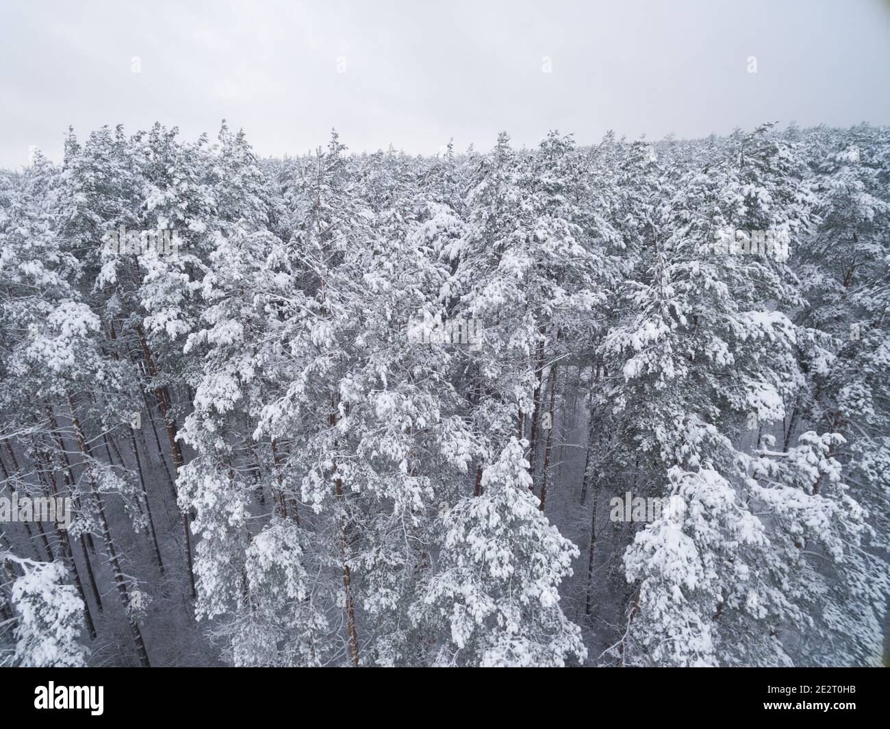 Winter coniferous snowy forest. Nature photography. Landscape side view ...