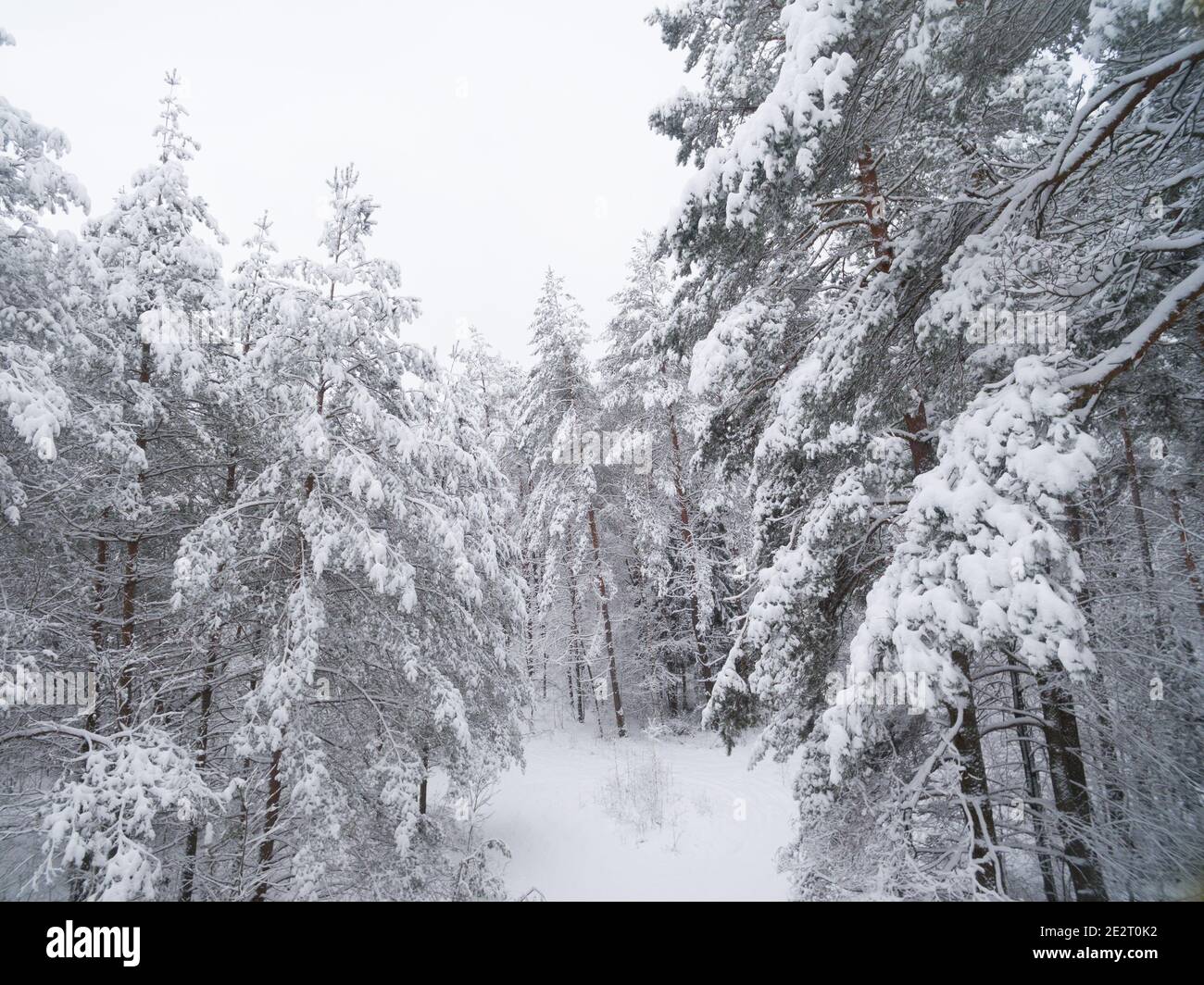 Winter coniferous snowy forest. Nature photography. Landscape side view ...