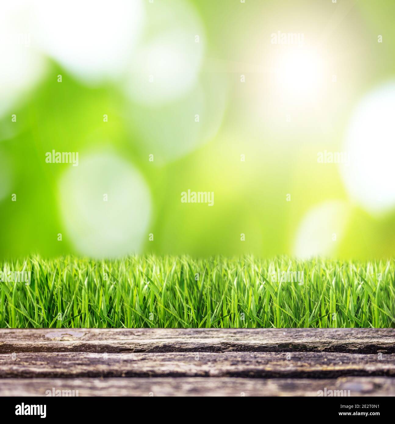 Bright sunny day in the spring blooming garden. The sun rays illuminate ...