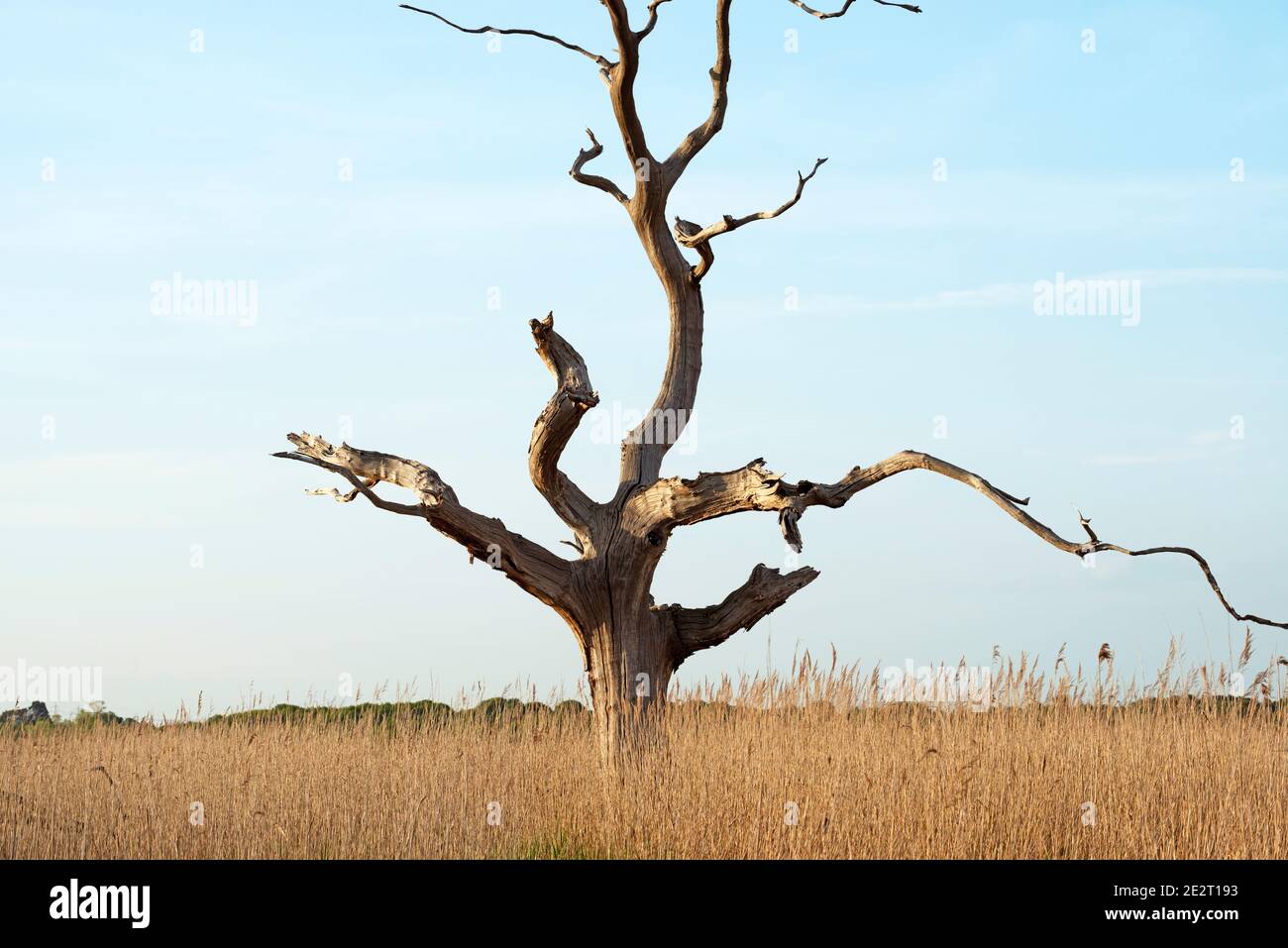 Dead tree iken suffolk hi-res stock photography and images - Alamy