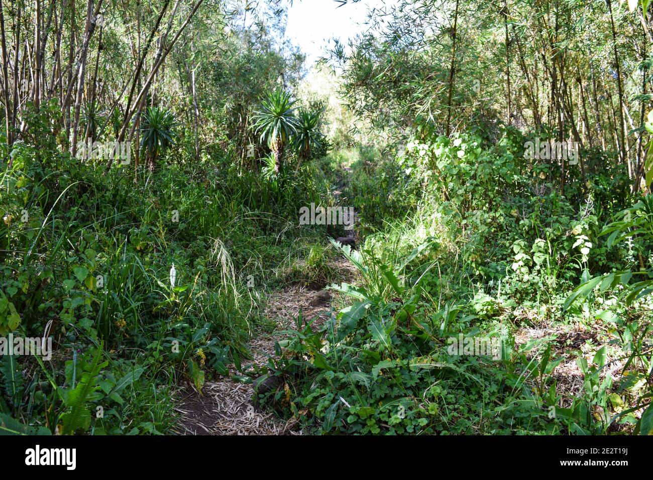 Scenic forest landscapes in Mount Kenya Stock Photo - Alamy
