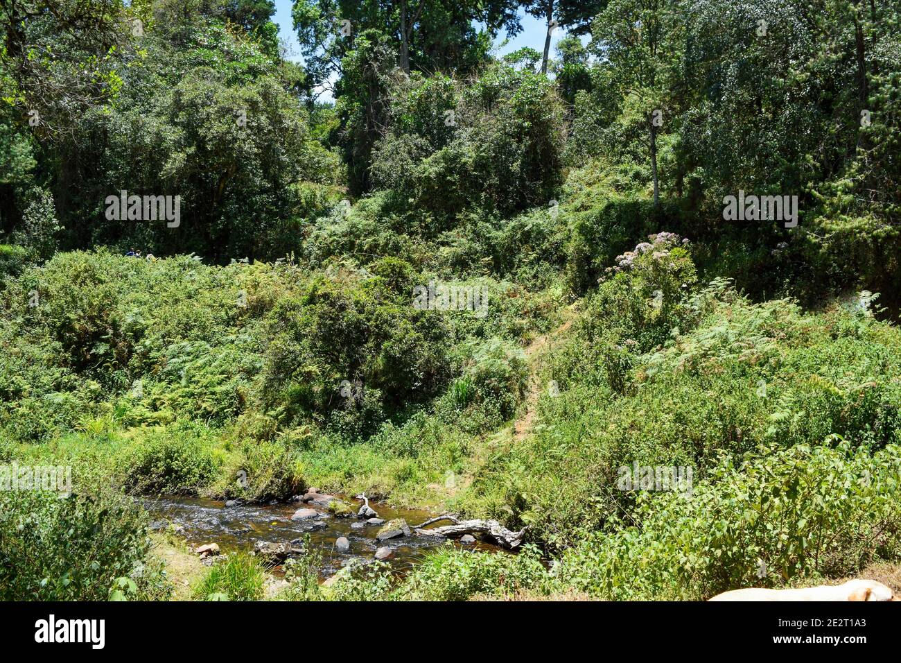 Scenic forest landscapes in Mount Kenya Stock Photo - Alamy