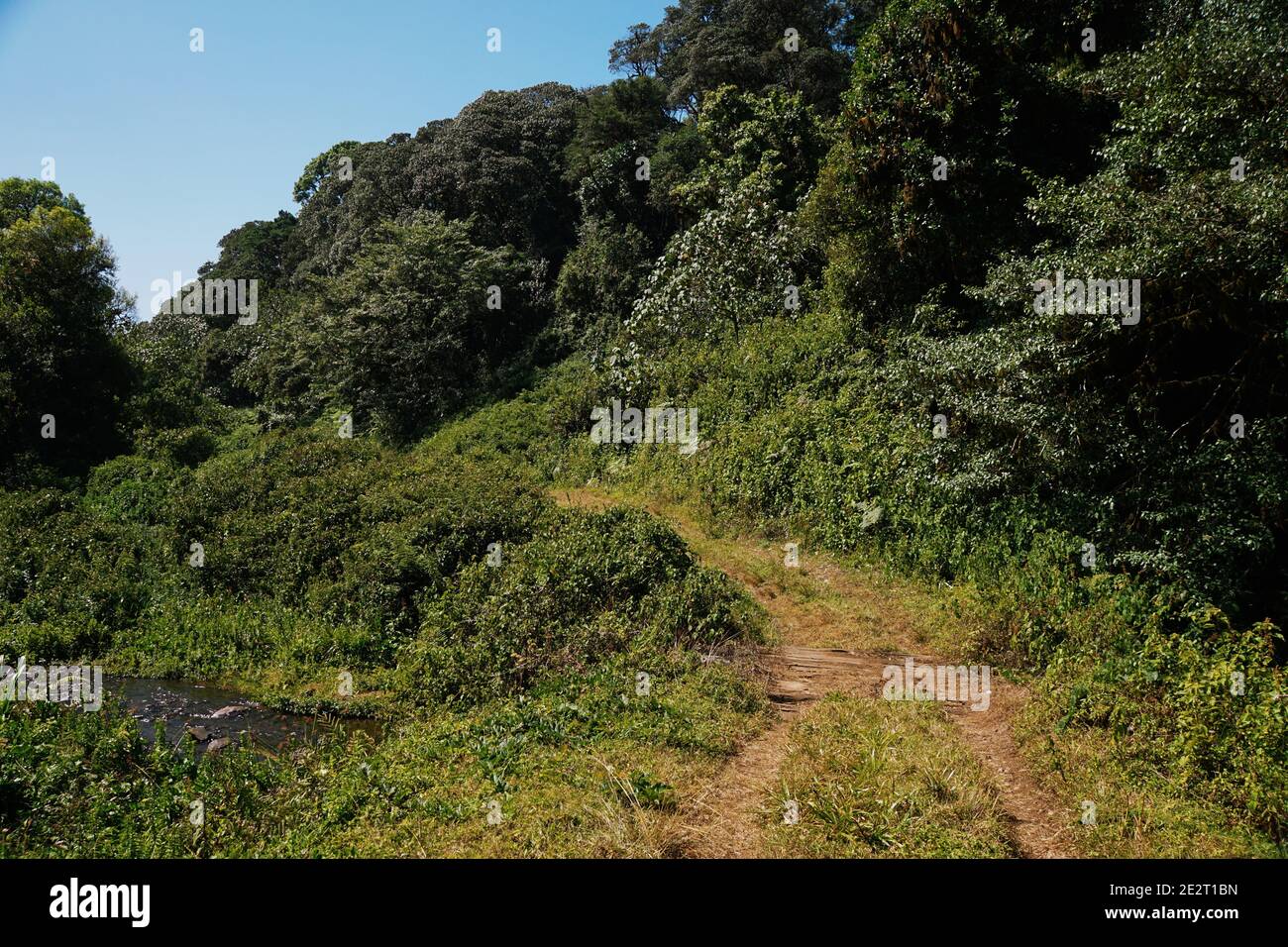 Scenic forest landscapes in Mount Kenya Stock Photo - Alamy