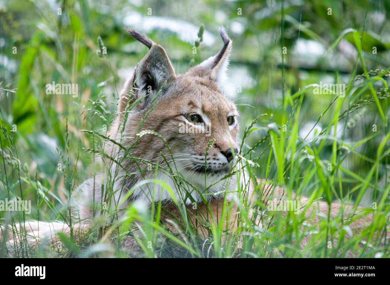 Lynx lying down hi-res stock photography and images - Alamy