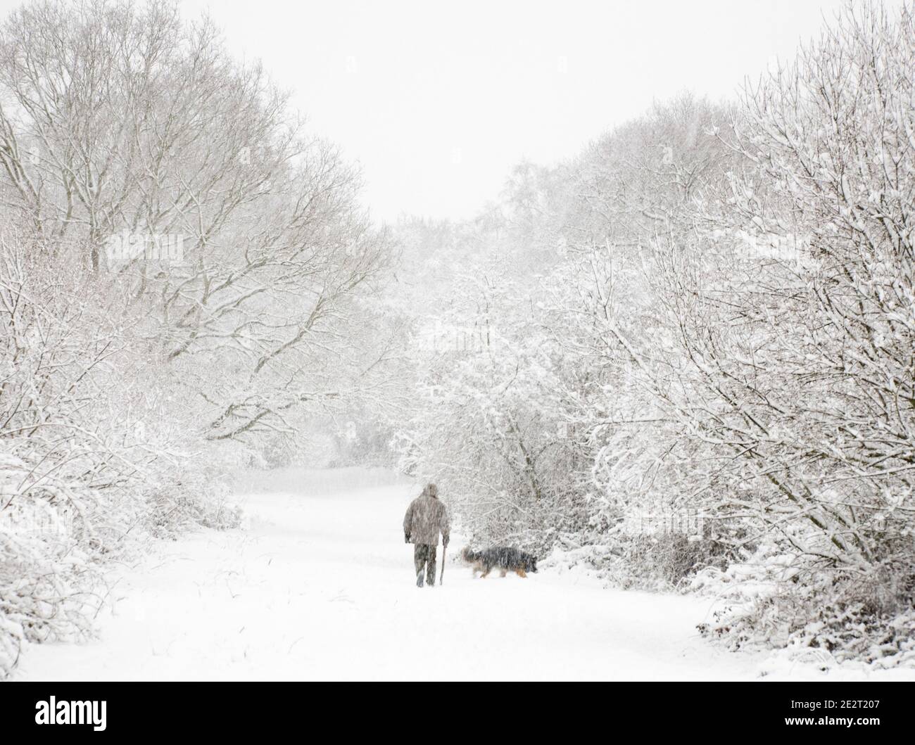 Man walking his dog in the woods in snow hi-res stock photography and ...