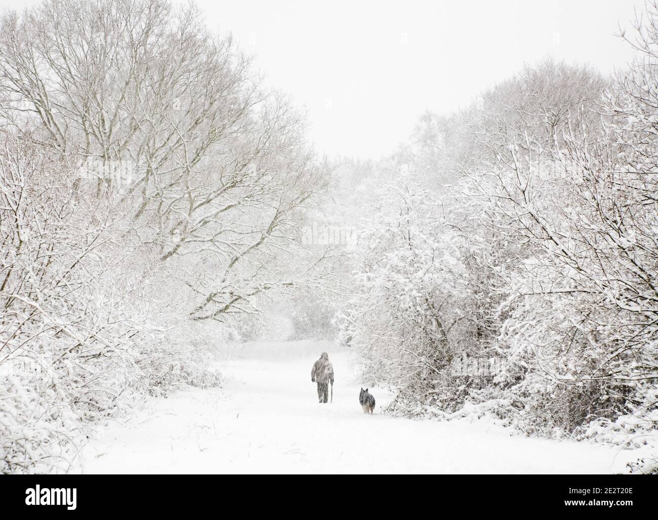 Man walking his dog in the woods in snow hi-res stock photography and ...
