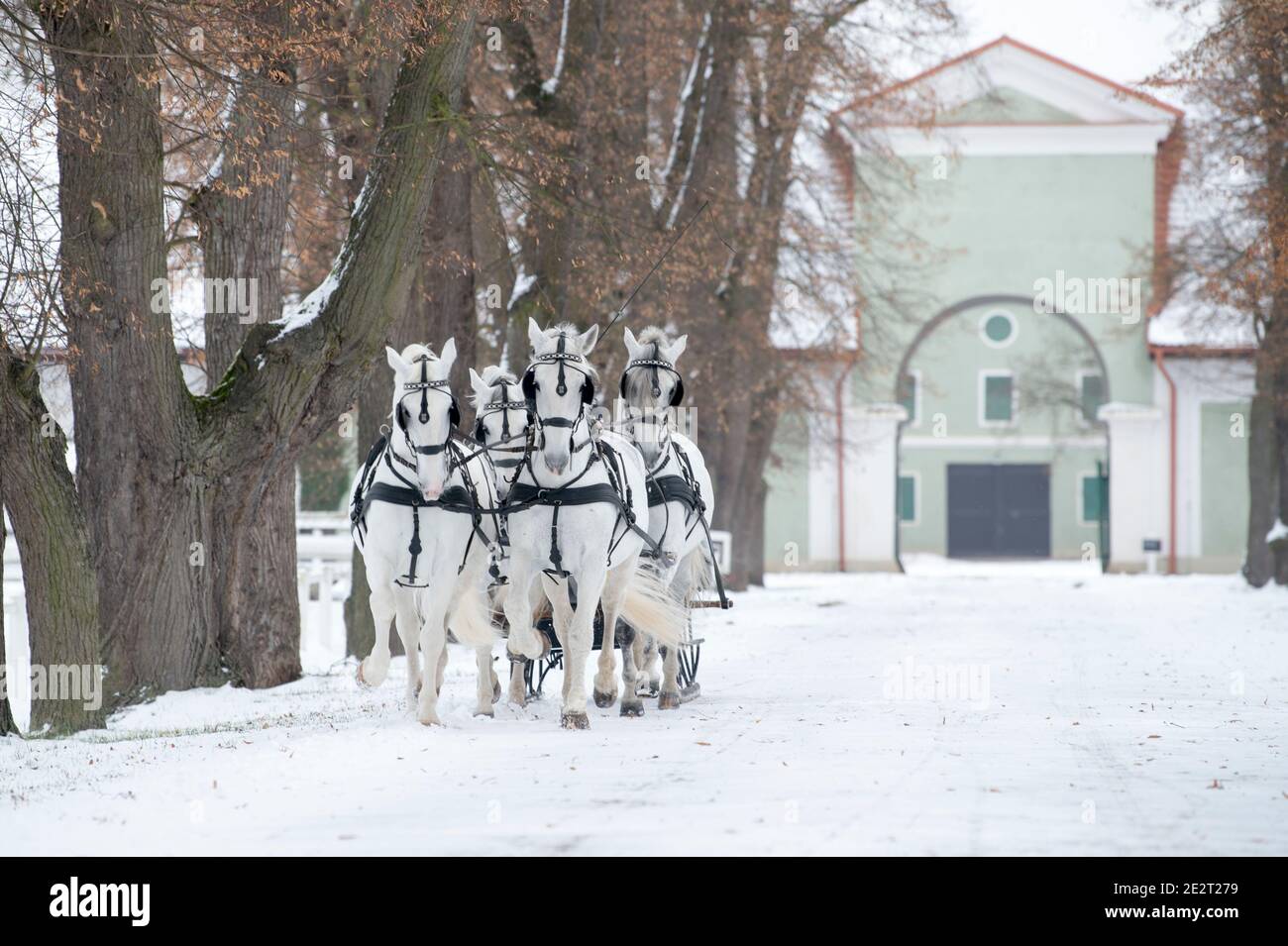 Kladrub hi-res stock photography and images - Alamy