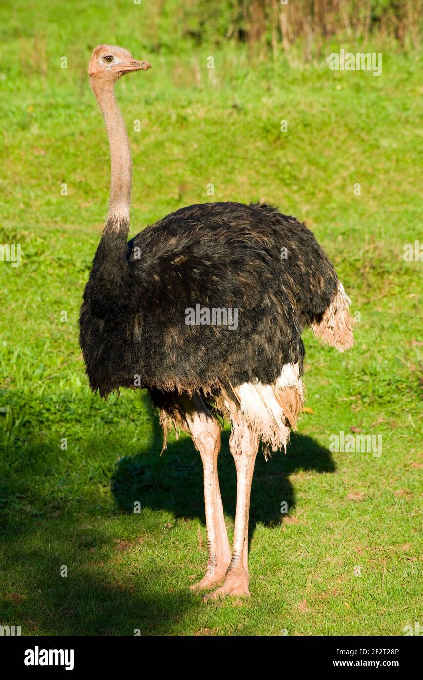 Red necked ostrich hi-res stock photography and images - Alamy