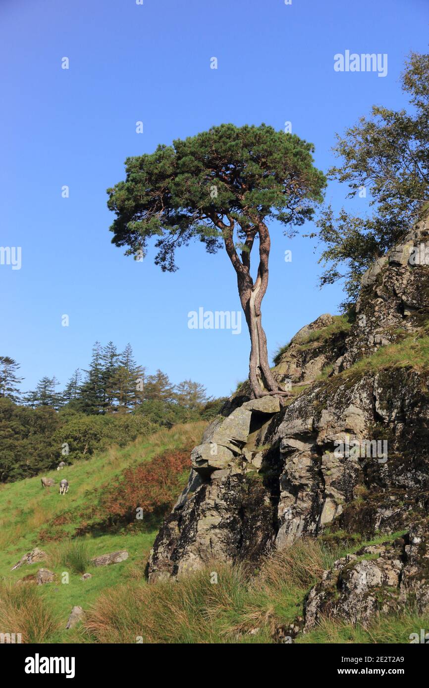 Lone tree buttermere lake district hi-res stock photography and images ...