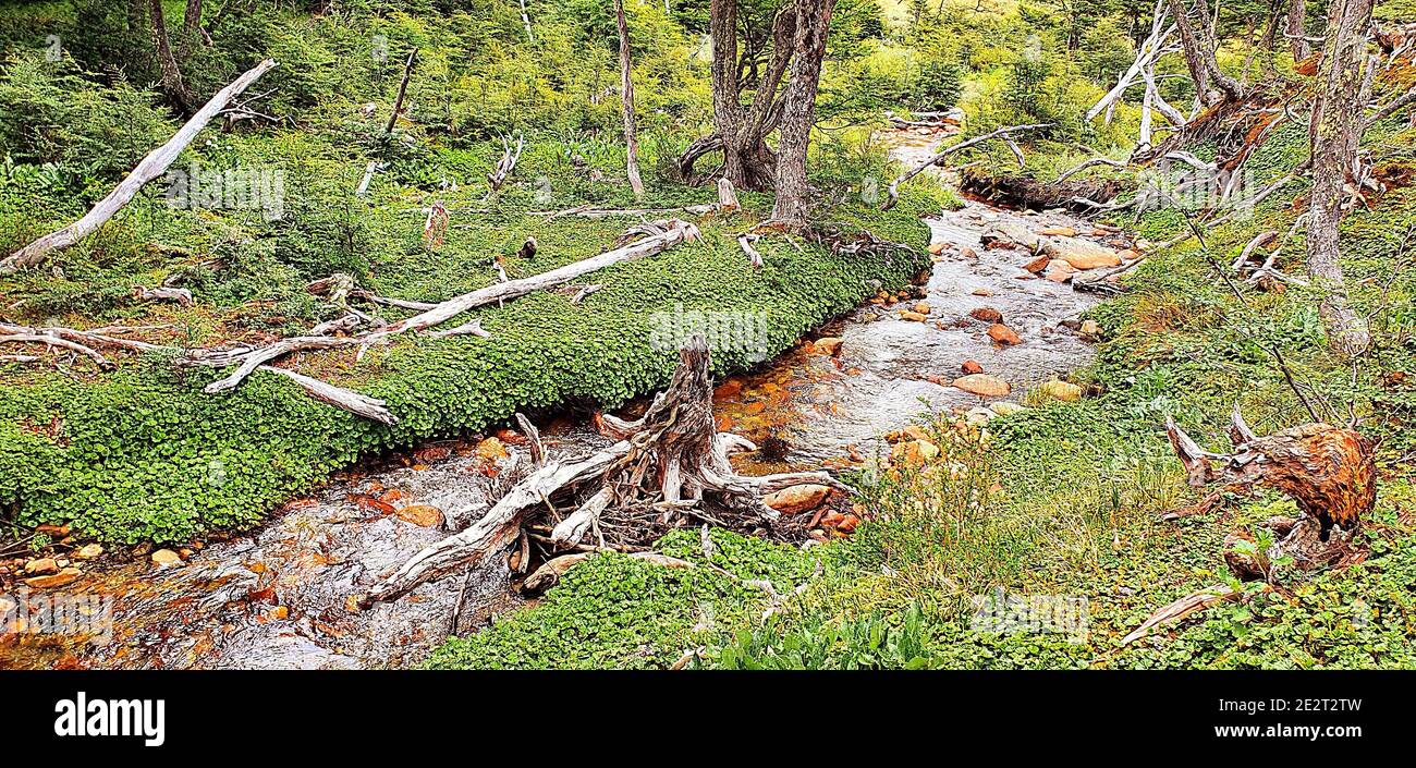 Forest landscape with a small river stream Stock Photo - Alamy