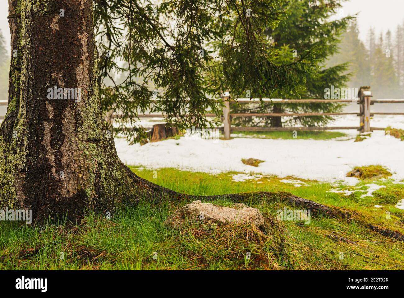 Tree landscape with trunk and roots spreading out beautiful on grass ...