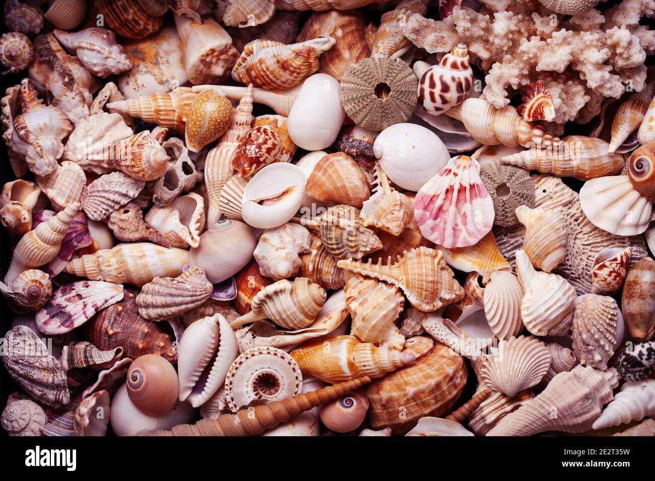 Lot different sea shells on hi-res stock photography and images - Alamy