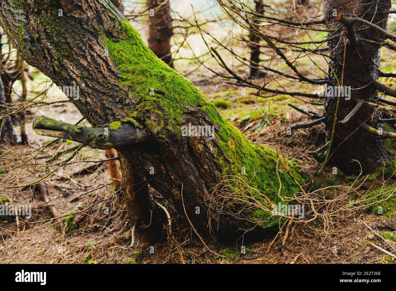 Tree landscape with trunk and roots spreading out on ground and foggy ...