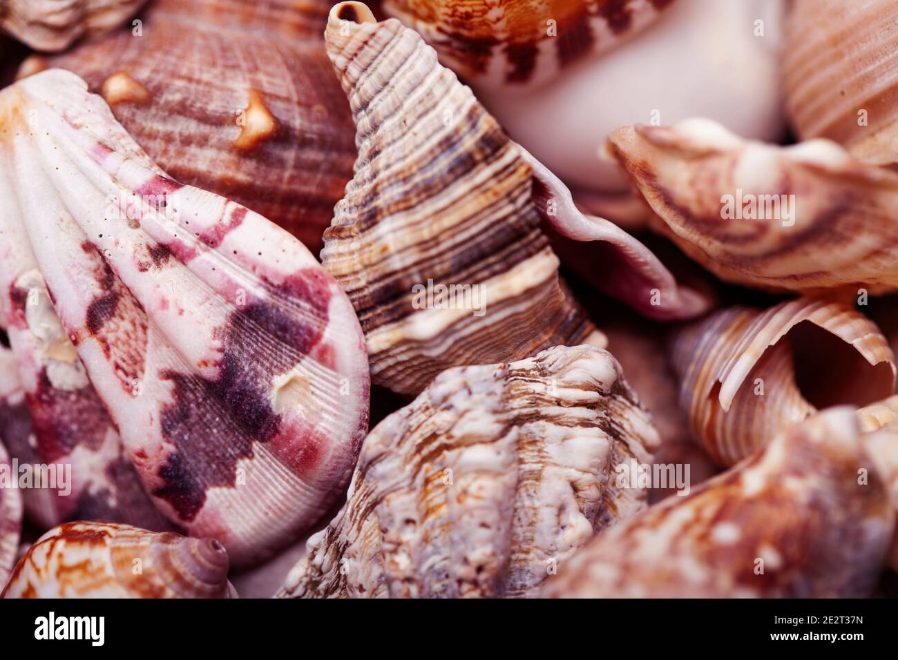 Lot different sea shells on hi-res stock photography and images - Alamy