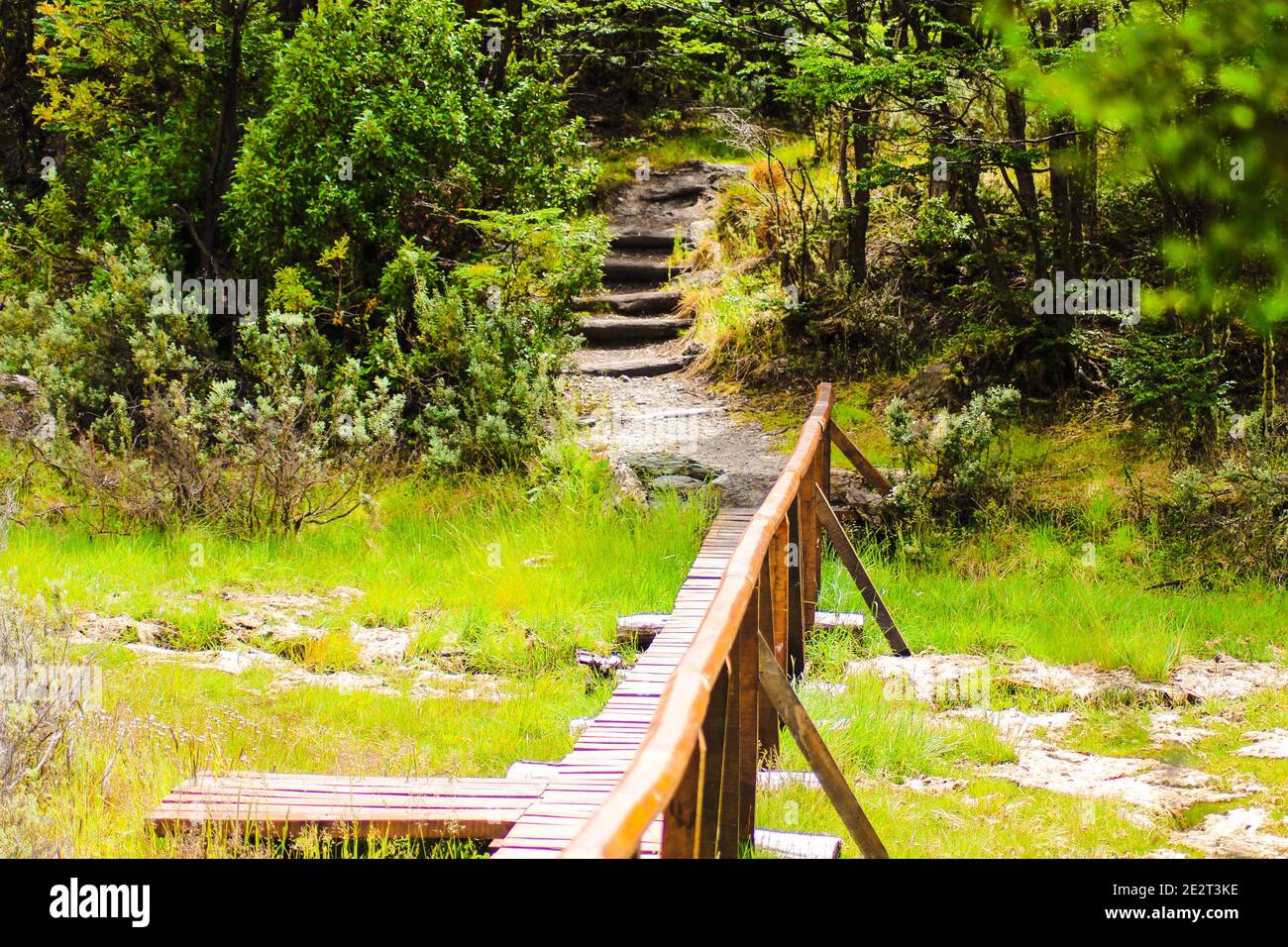 Wooden pathway in a forest during a sunny summer day Stock Photo - Alamy