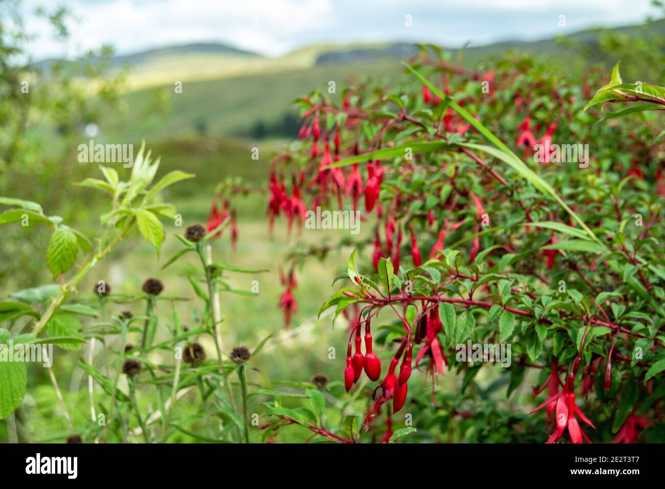 Wildflower Fuchsia growing in County Donegal - Ireland Stock Photo - Alamy