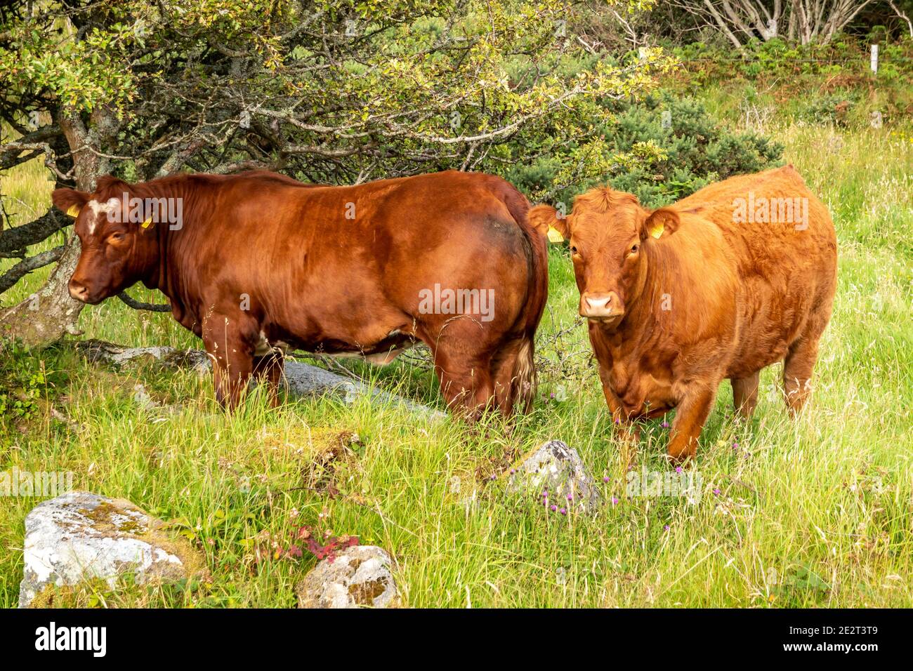 Brown cows sranding in a Donegal field - Ireland Stock Photo - Alamy