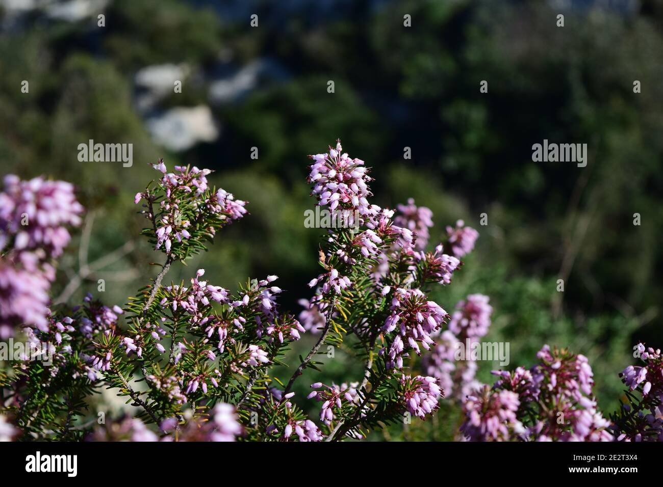 Mediterranean Heath shrub, Erica multiflora, with flowers in bloom in ...
