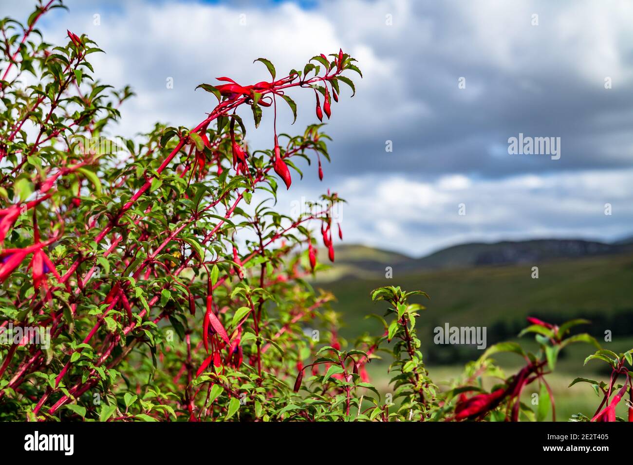 Wildflower Fuchsia growing in County Donegal - Ireland Stock Photo - Alamy