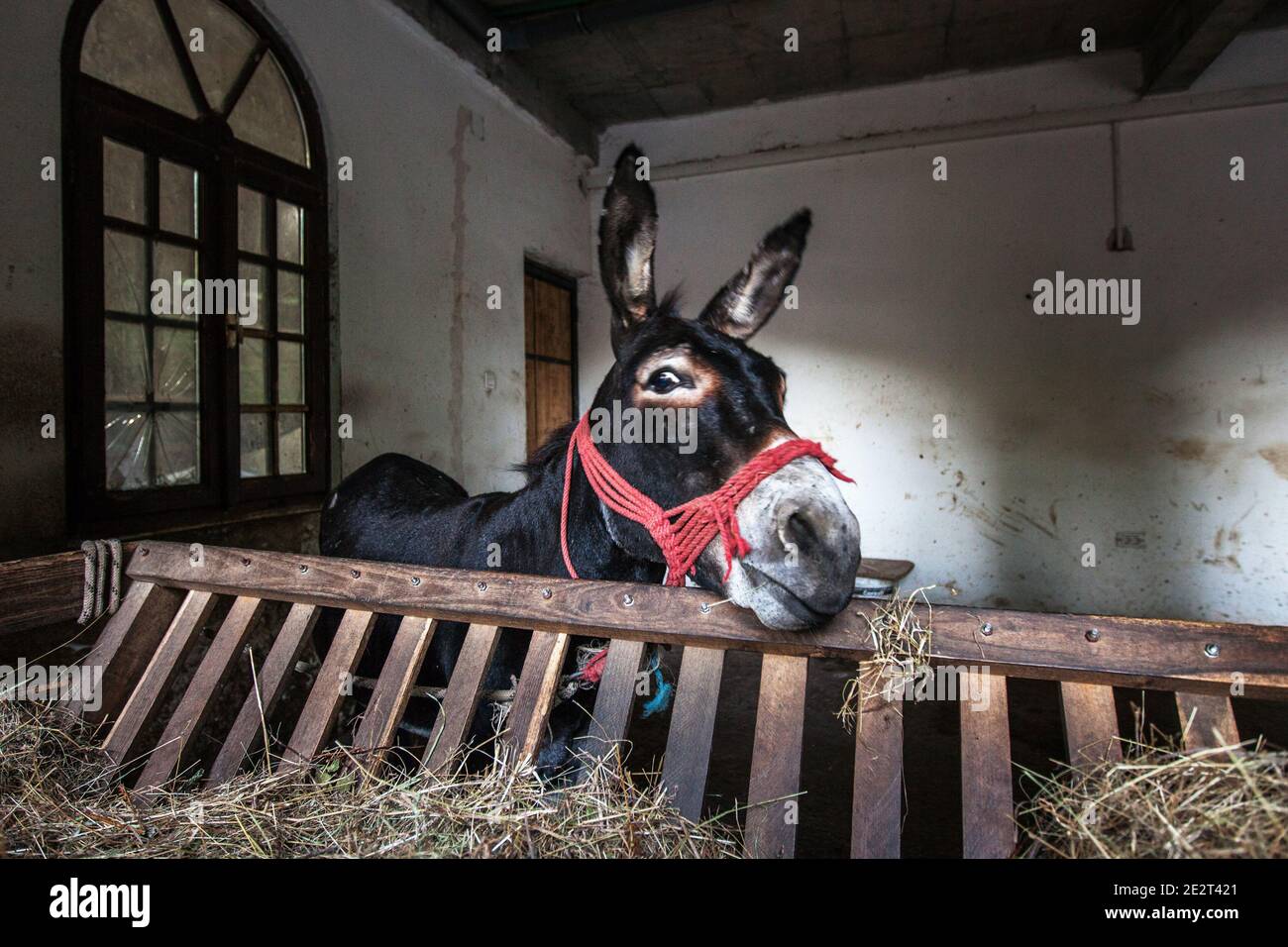 Donkey In Stable High Resolution Stock Photography and Images - Alamy