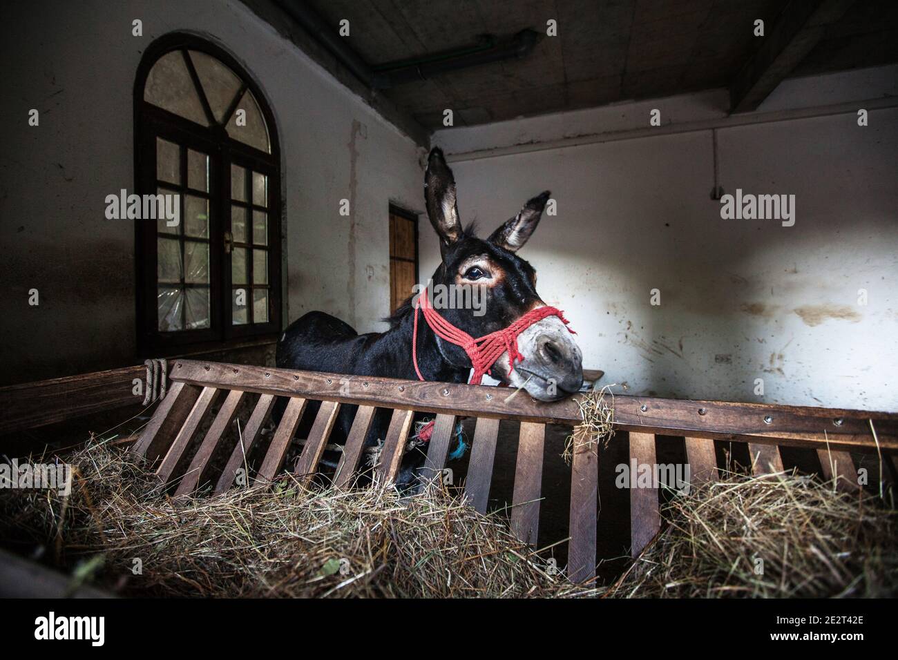 Donkey portrait in the barn on the farm, eating hay at the stable Stock ...