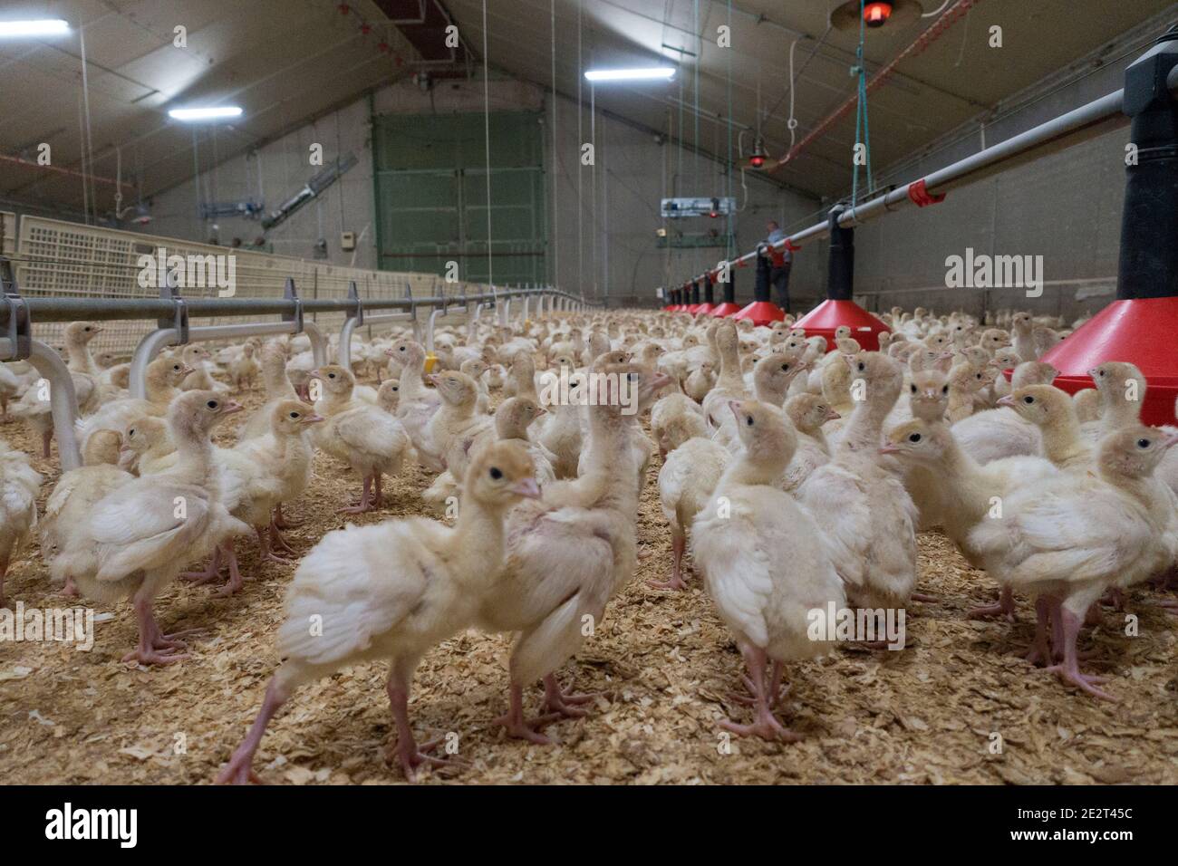 Intensive breeding poultry hi-res stock photography and images - Alamy
