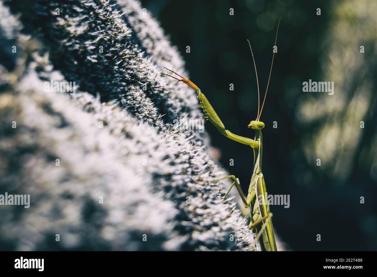 Moss mantis hi-res stock photography and images - Alamy