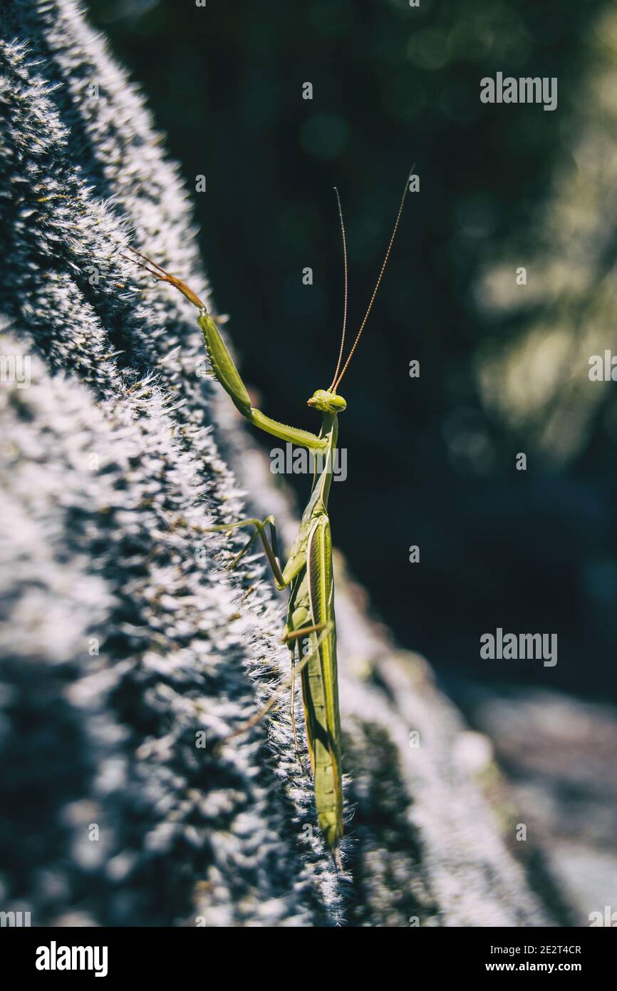 Moss mantis hi-res stock photography and images - Alamy