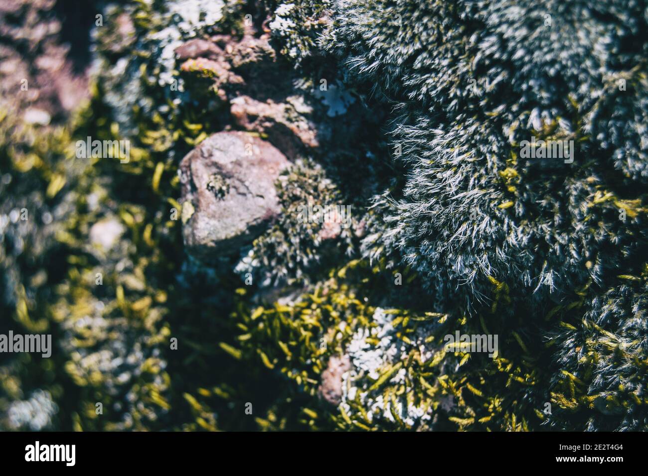 Soft fluff of gray moss on a rock surrounded by little hairs of green ...