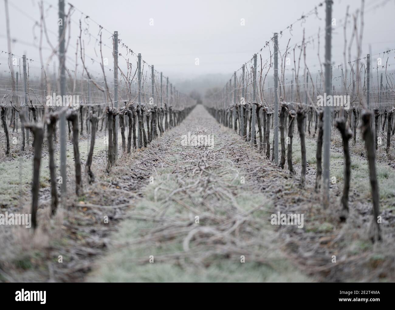 frost covered vines in a Kent vineyard, UK Stock Photo - Alamy