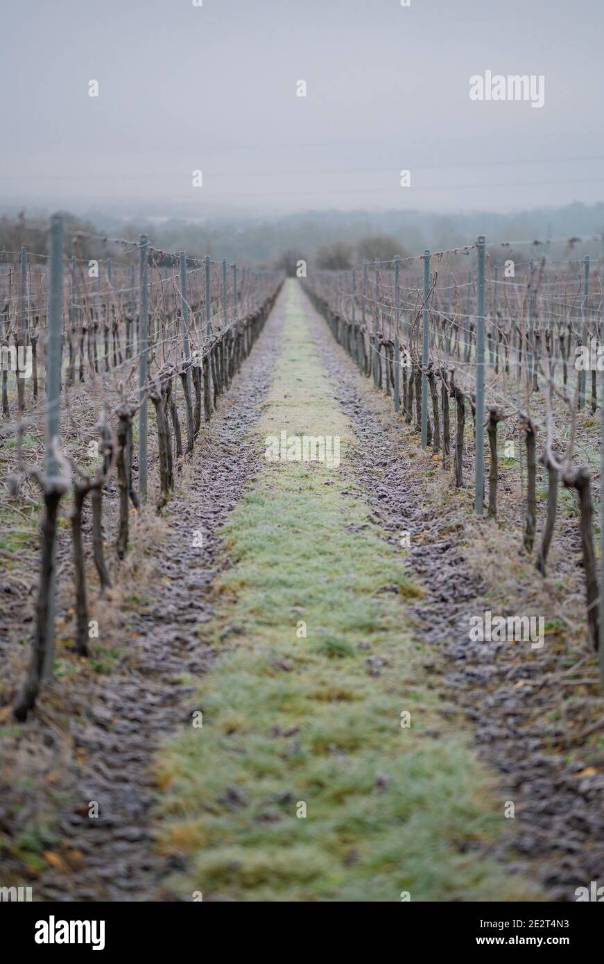 Frosty vineyard hi-res stock photography and images - Alamy