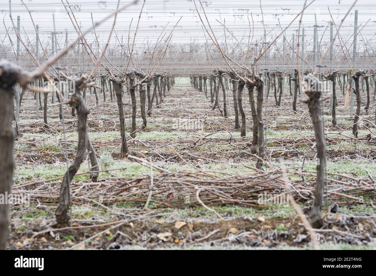 Frosty vineyard hi-res stock photography and images - Alamy