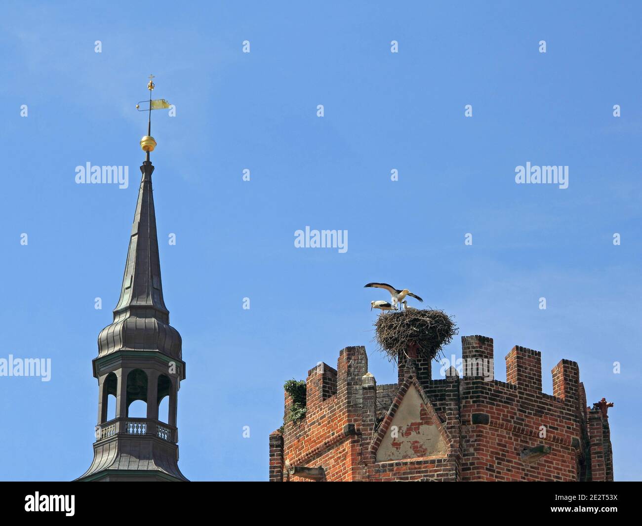 Young White storks learn to fly on a historic building Stock Photo - Alamy