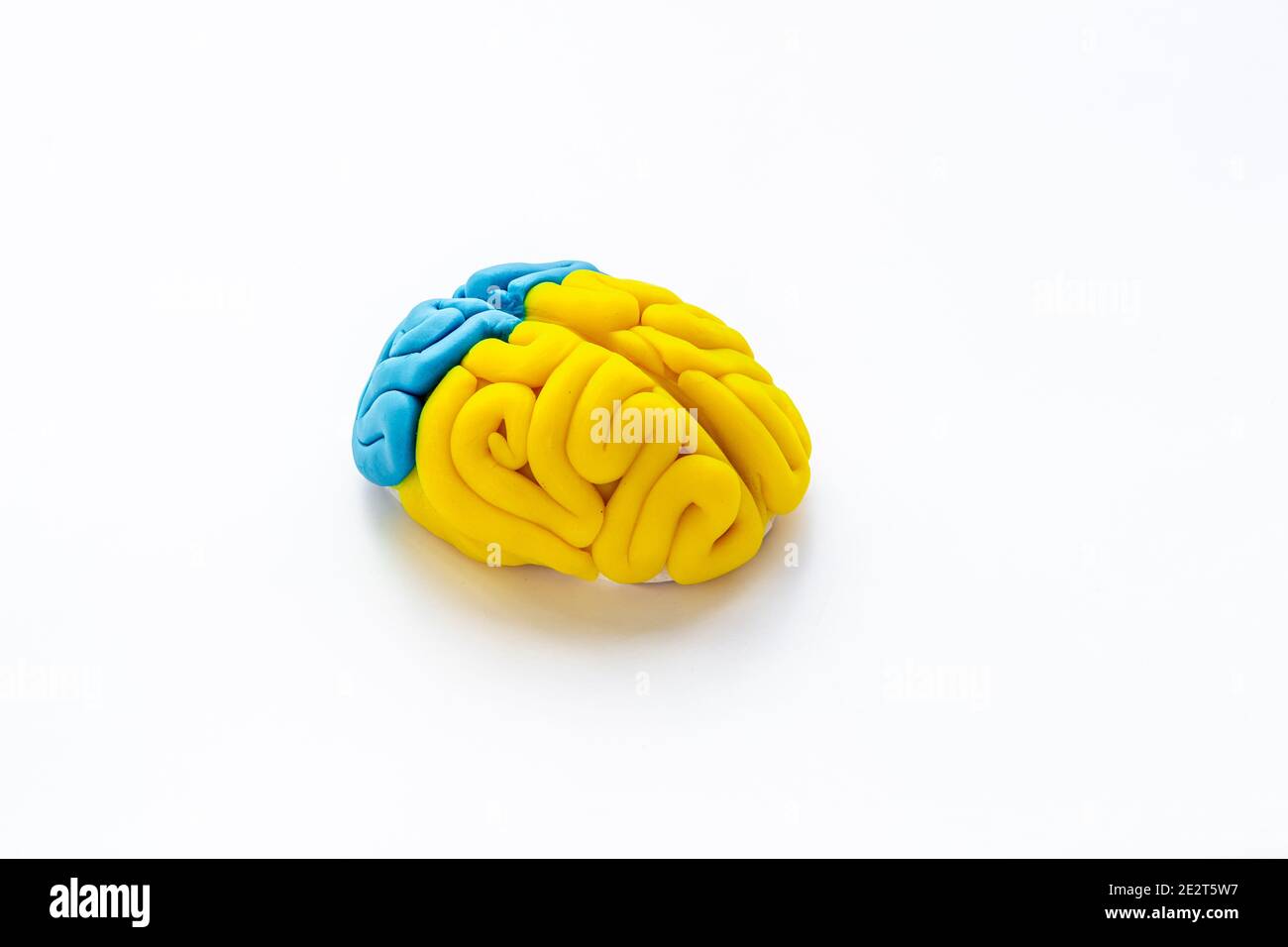 How To Make A Brain Model