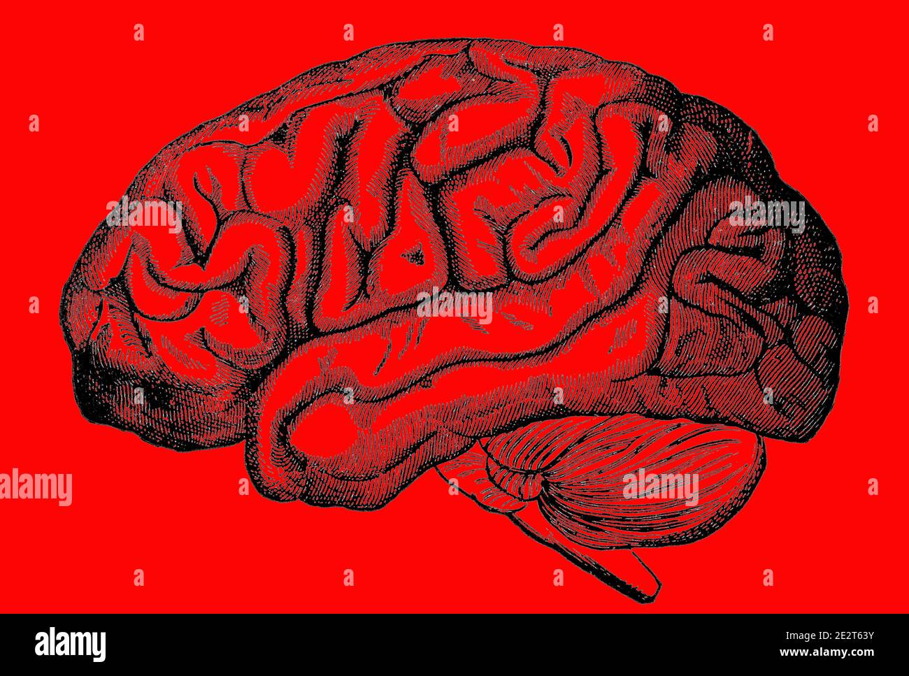 Victorian medical anatomy hi-res stock photography and images - Alamy
