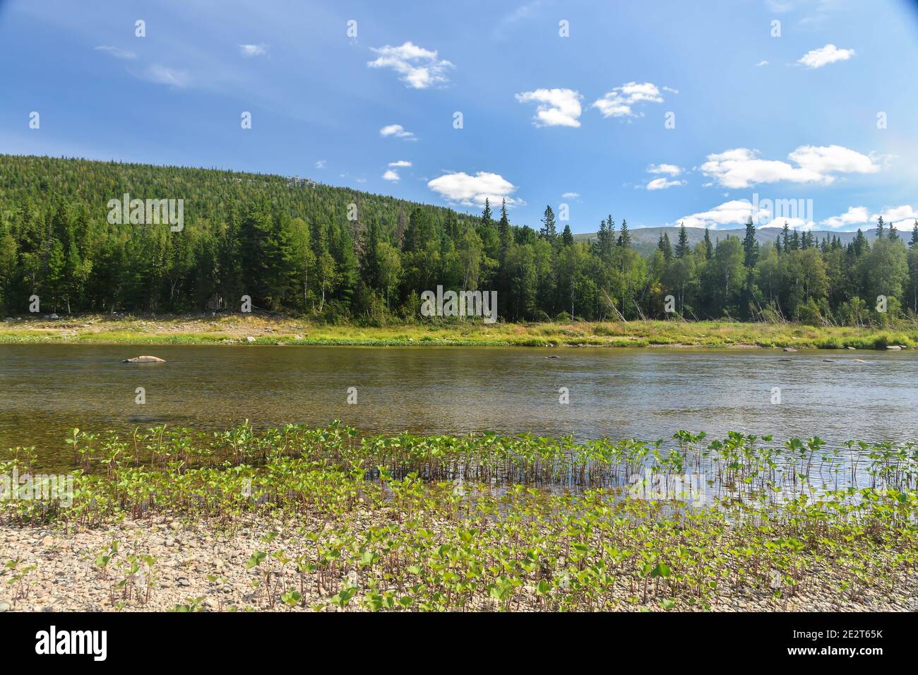 Virgin Komi forests. UNESCO World Heritage Site, Yugyd Va National Park ...