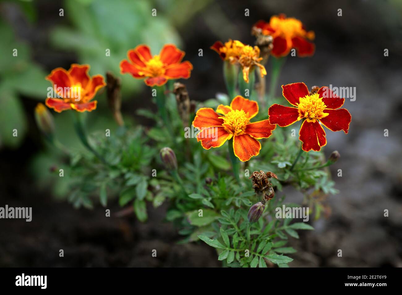 Shallow depth of field yellow flowers hi-res stock photography and ...