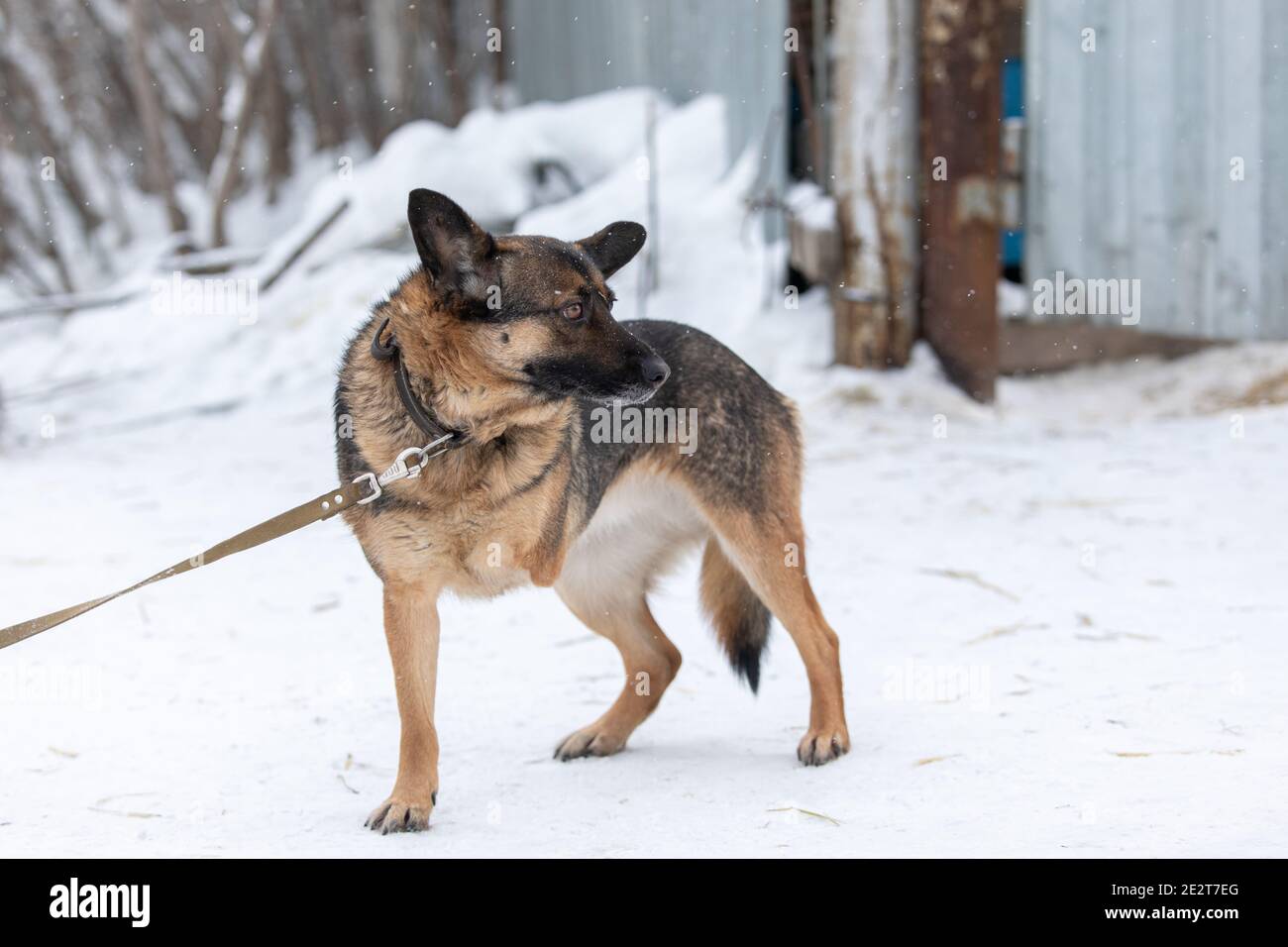 Amputated dog hi-res stock photography and images - Alamy
