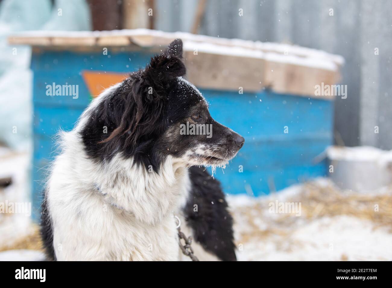 homeless dog black and white in outdoor shelter Stock Photo - Alamy
