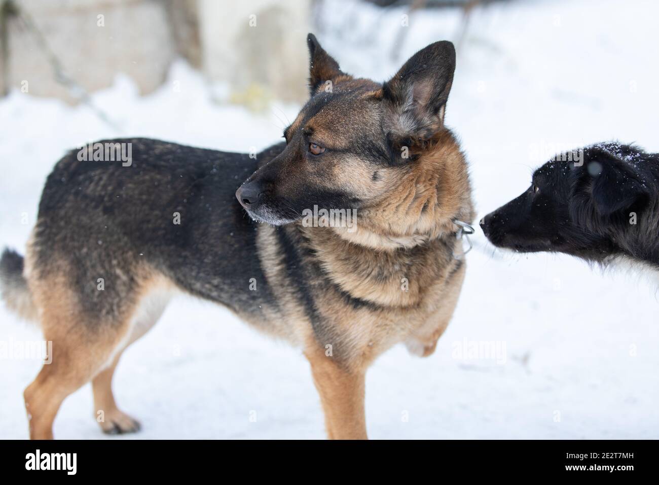 Disabled black dog with three legs in outdoors. missing leg, pet ...