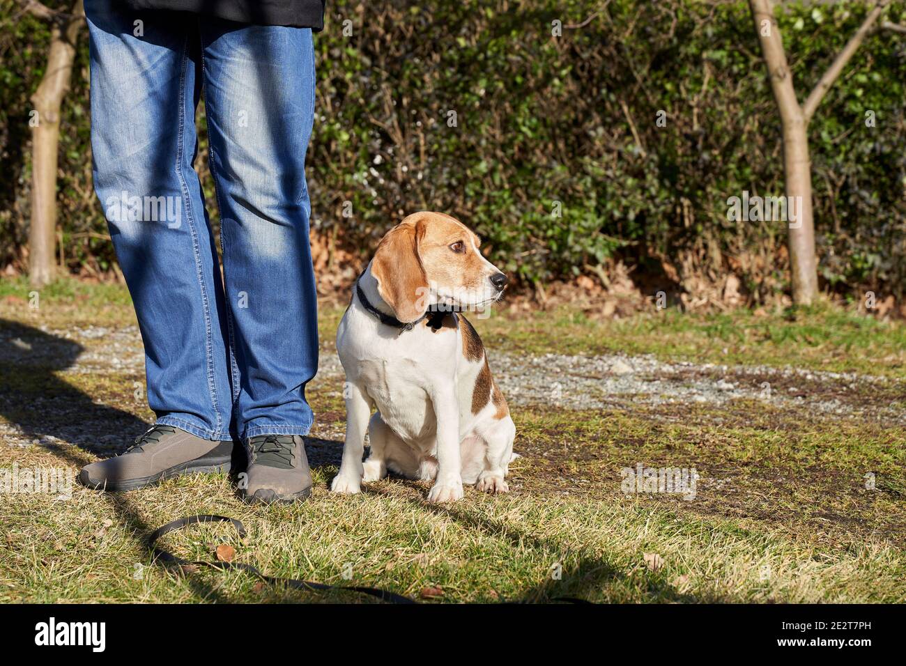 Dog sitting legs outdoor hi-res stock photography and images - Alamy