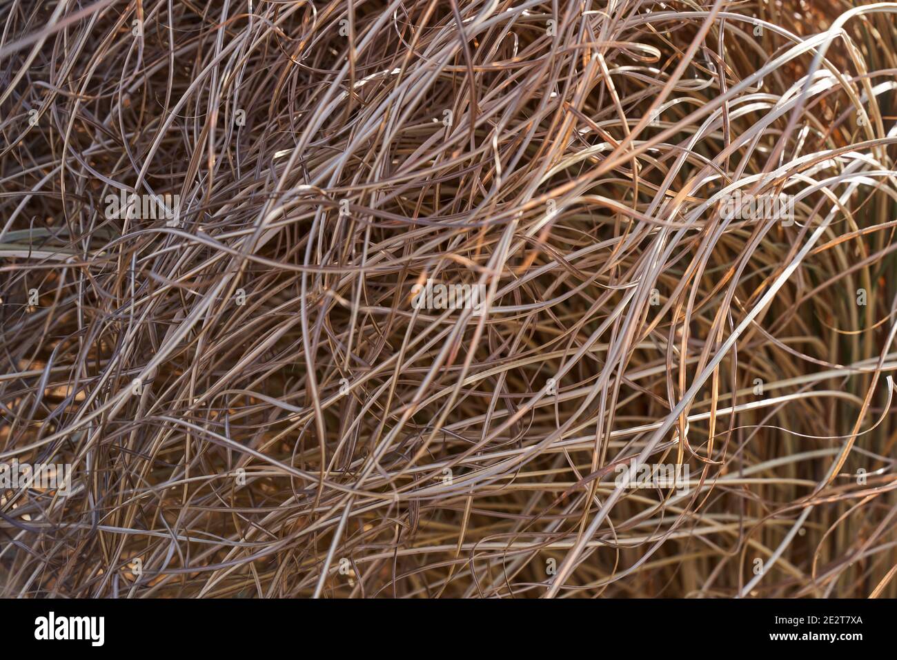 Long dry Yellow Grass texture background. Abstract background Stock ...
