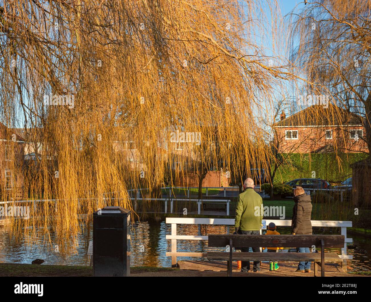 A couple with two children admire the village pond. A golden weeping ...