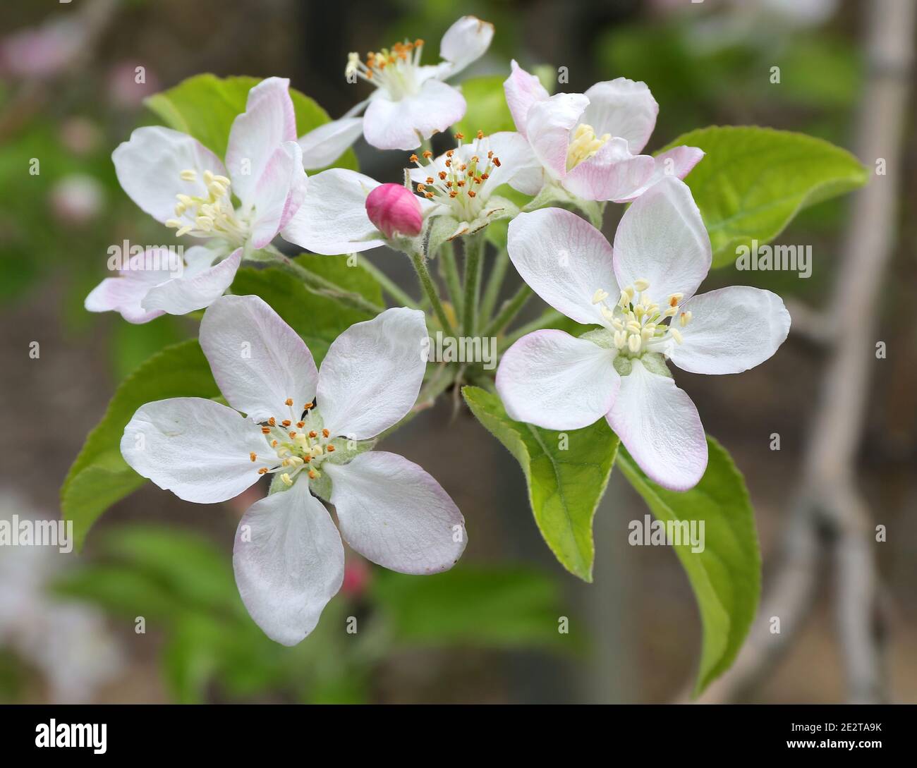 Apple Tree Blossoms in Spring Stock Photo - Alamy