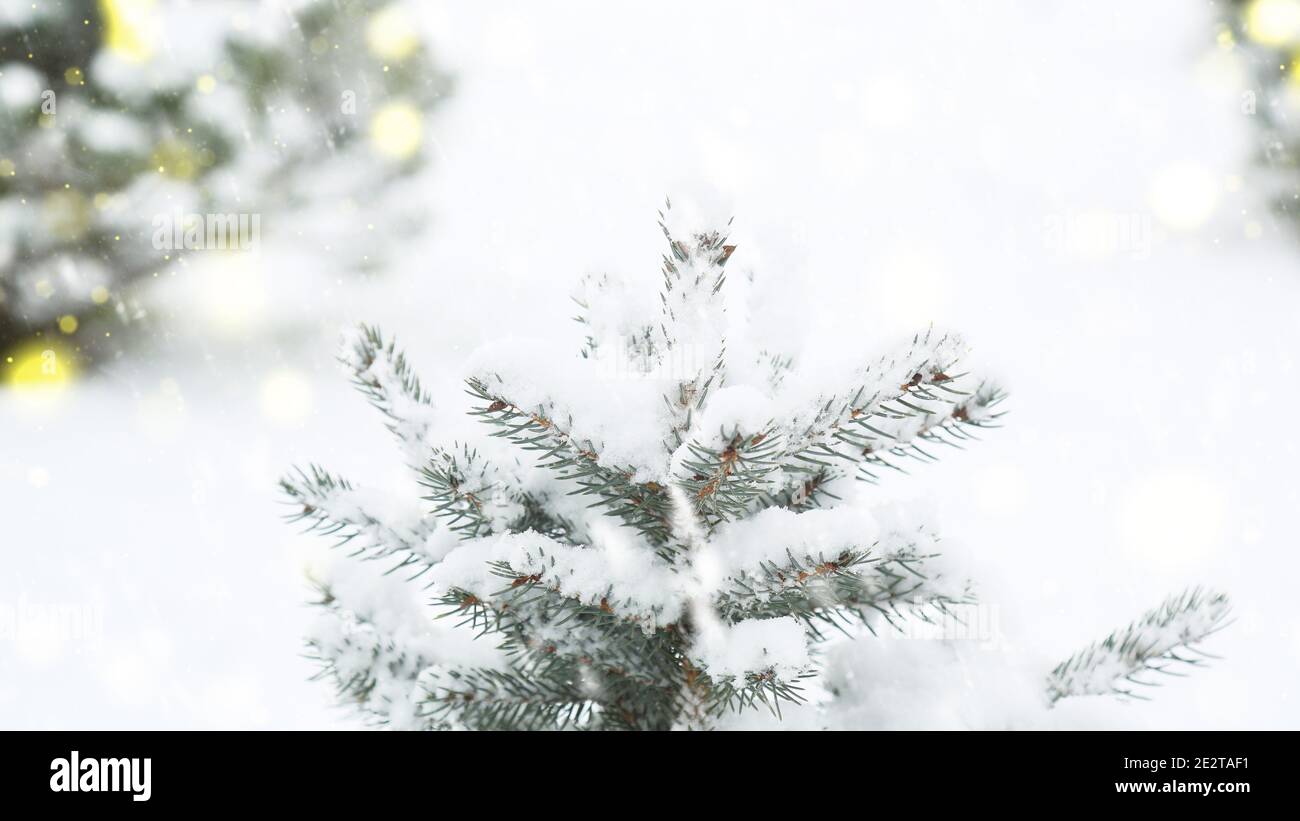 green twig of spruce in the snow on a snow-white background Christmas ...