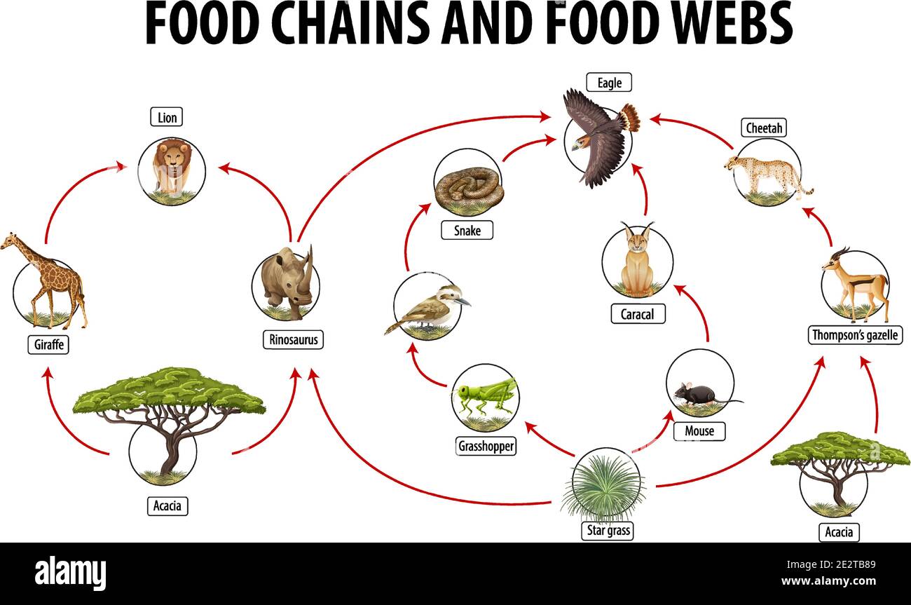 Giraffe Food Web
