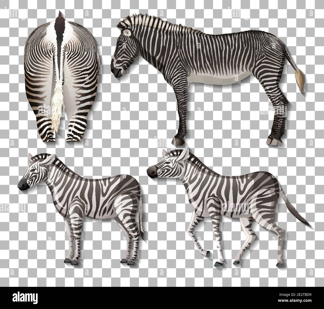 Set of different sides of zebra isolated on transparent background ...