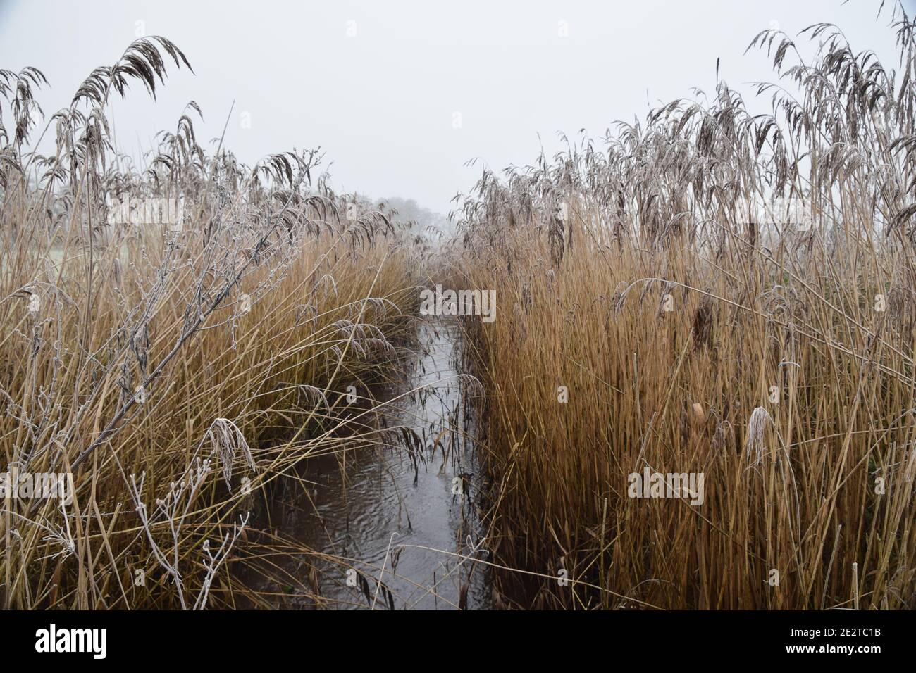 Frosted reed heads hi-res stock photography and images - Alamy