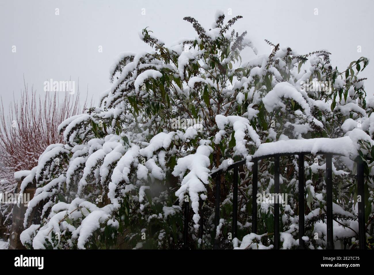 Buddleia bush bending under the weight of a heavy snowfall in winter in ...