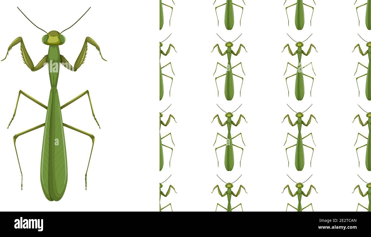 Mantis on seamless background hi-res stock photography and images - Alamy